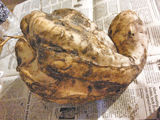 How sweet it is: Lehigh woman grows 10-pound sweet potato | News ...